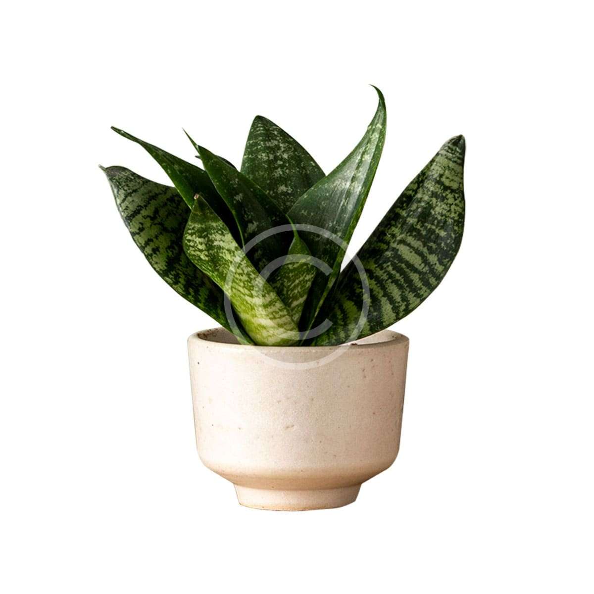 Snake plant – GEF Projects
